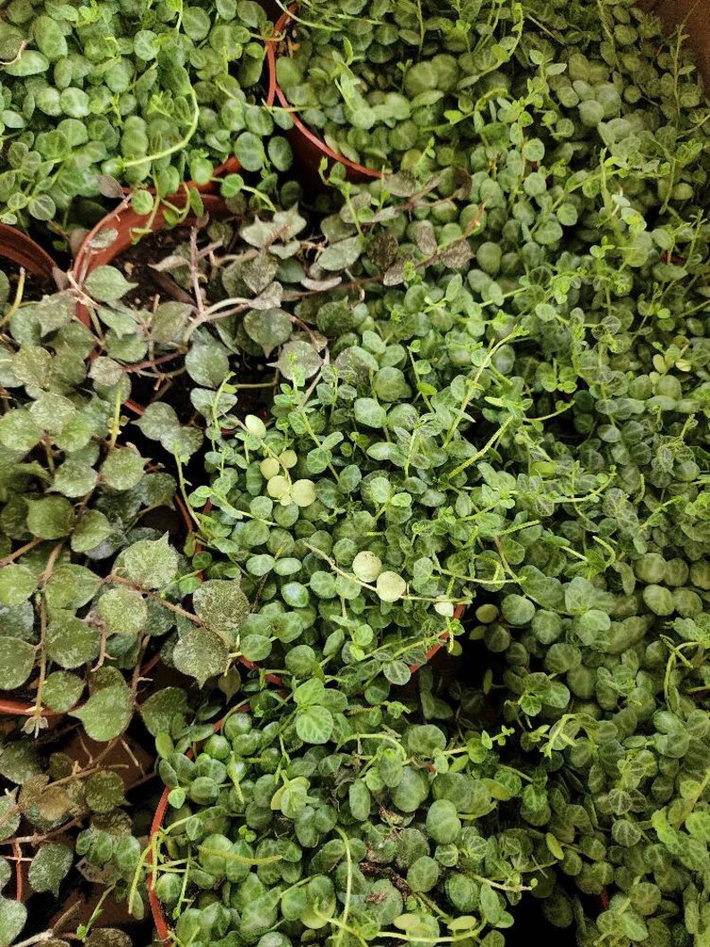 String of Turtles Peperomia Prostrata Full Pot Healthy and - Etsy