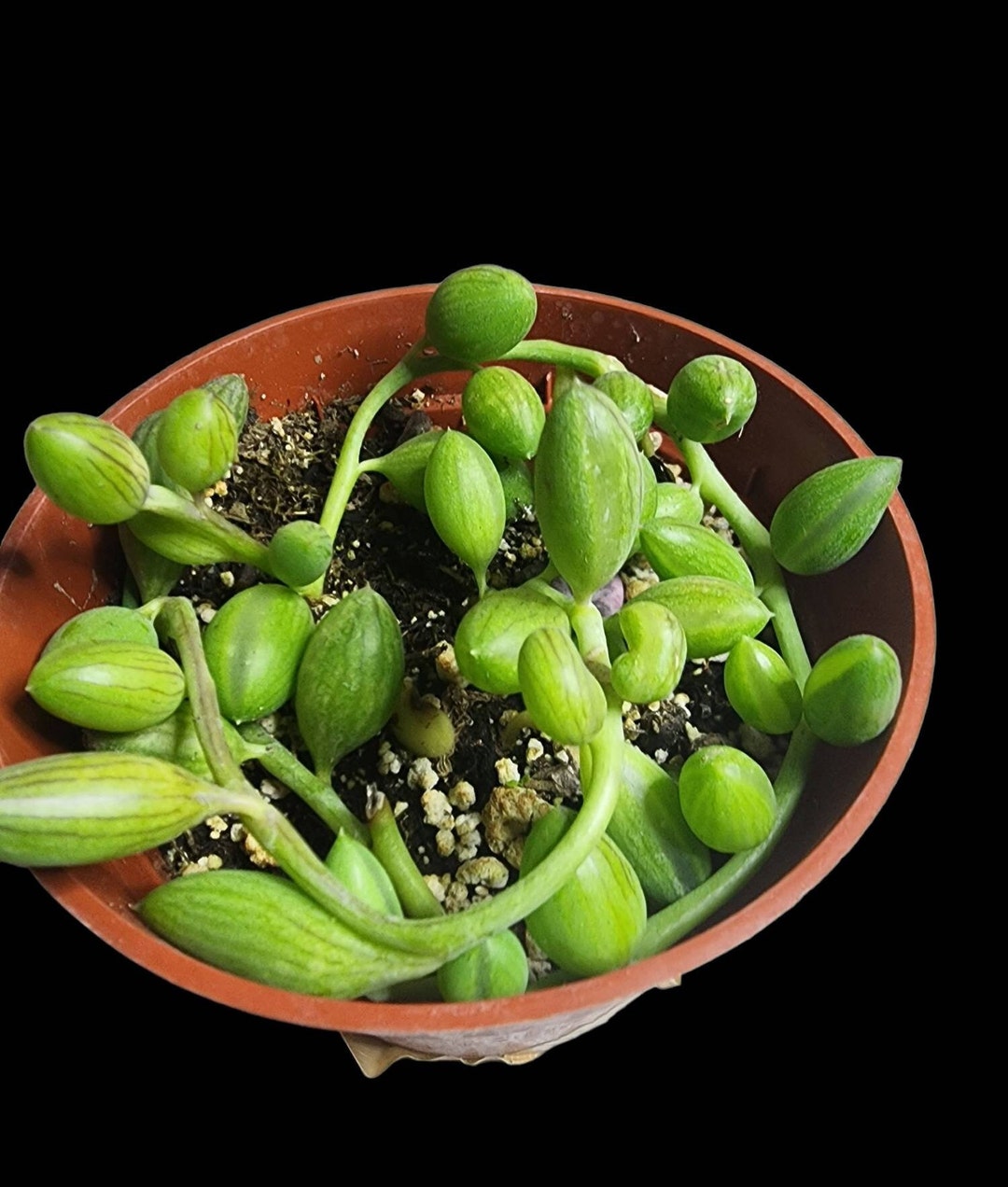 Rare String of Watermelon Succulent | Senecio Herreanus | Live Trailing ...