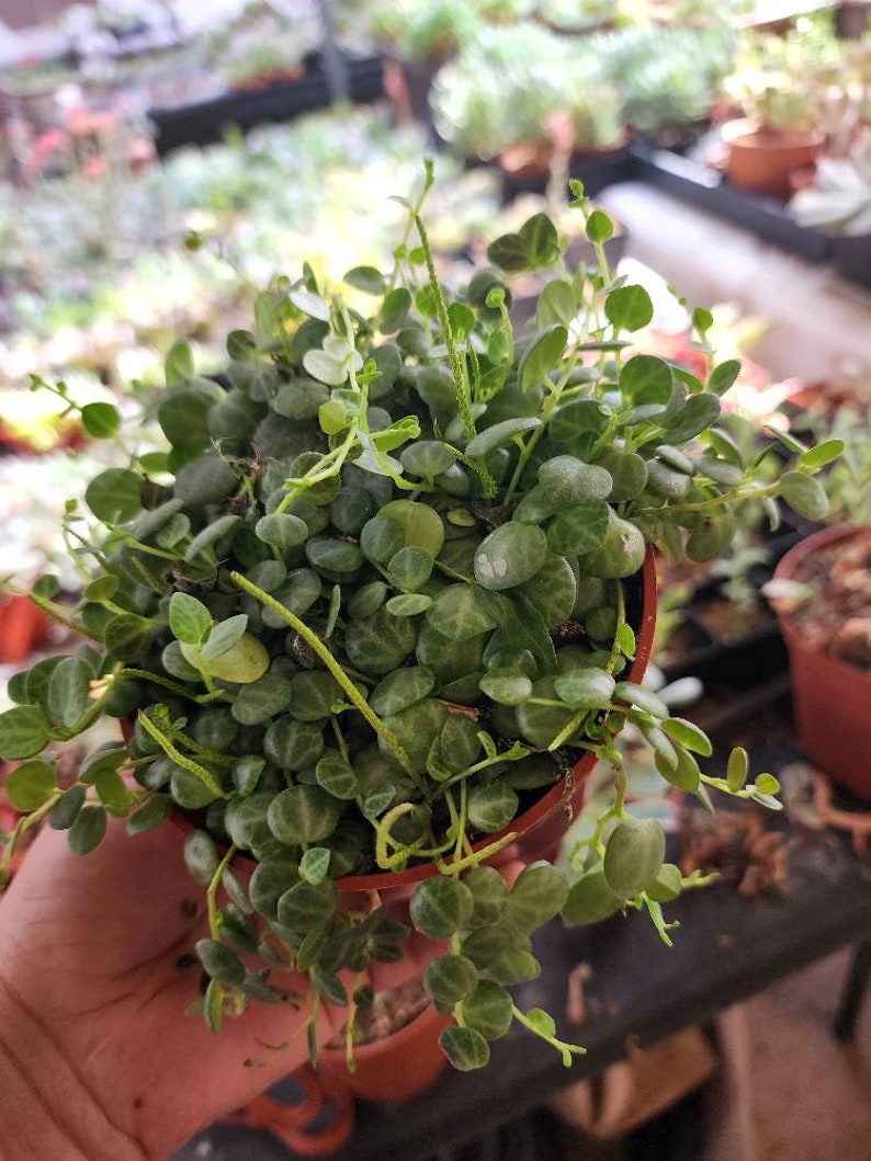 String of Turtles: peperomia Prostrata Full Pot and - Etsy