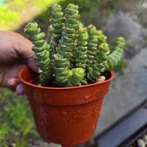 Baby Necklace Crassula Rupestris Rare Succulent Live Plant Indoor ...