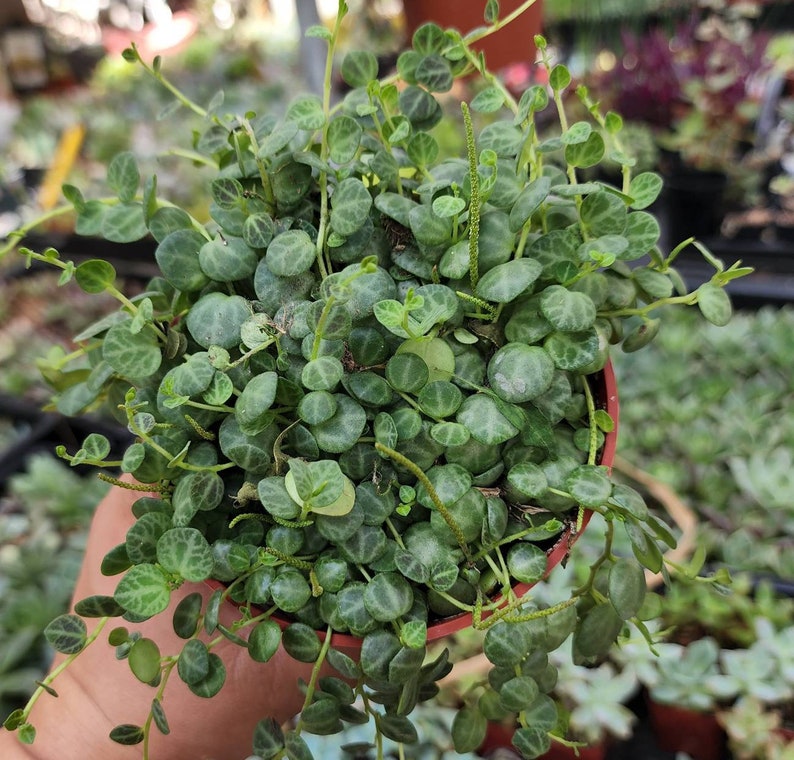 String of Turtles Peperomia Prostrata Full Pot Healthy and - Etsy