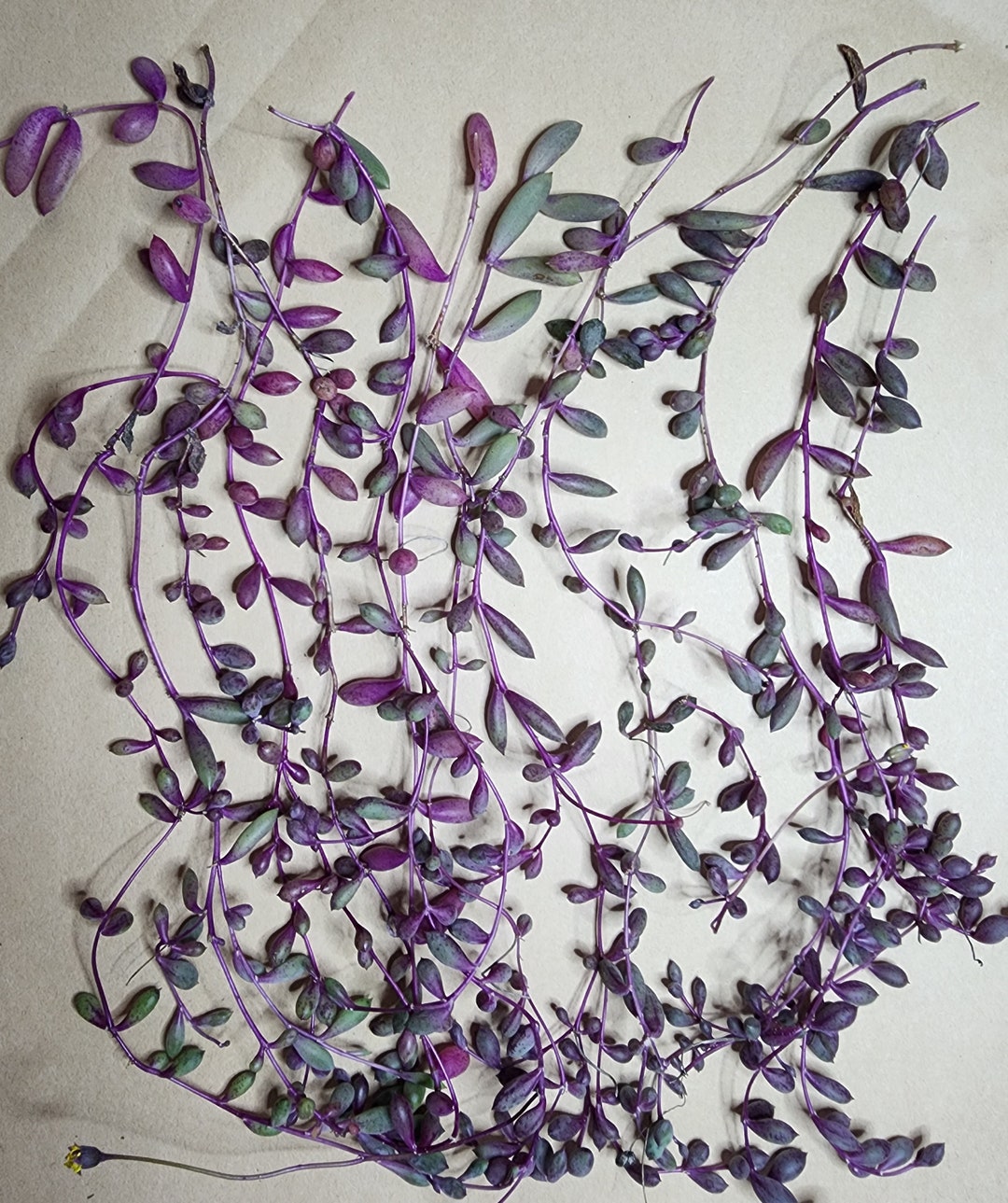 Cuttings String of Rubies Red-violet Ruby Necklace Othonna - Etsy