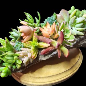 20 Assorted Rare Succulent Cuttings Colorful Varieties for DIY Fairy ...