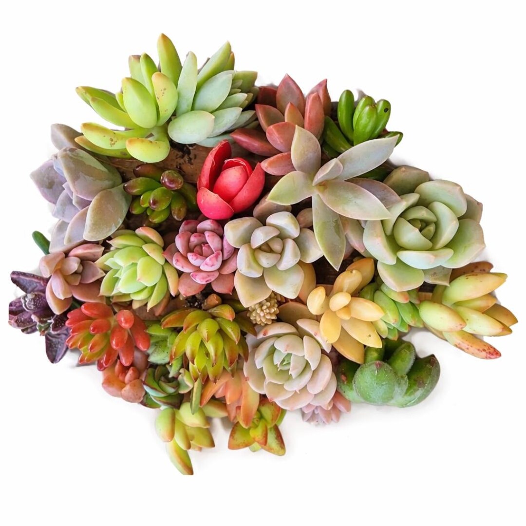 Mini Succulent Cuttings Set DIY Terrarium Plants Unrooted Live Bundle ...
