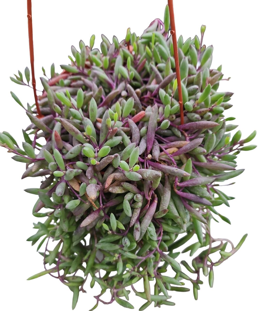 6 String of Ruby Necklace Rare Succulent - Etsy