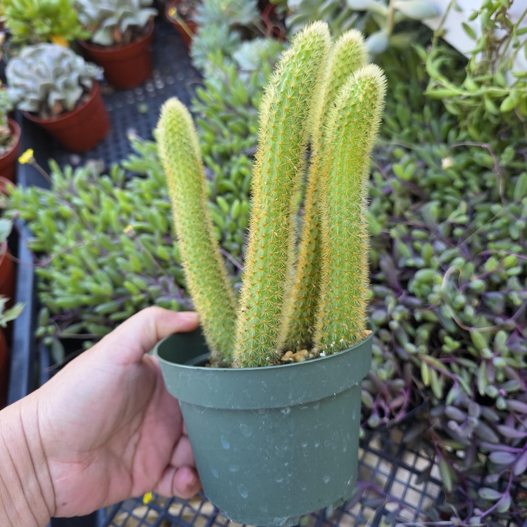 Golden Rat Tail Cactus – Live Trailing Cactus for Unique Indoor or ...