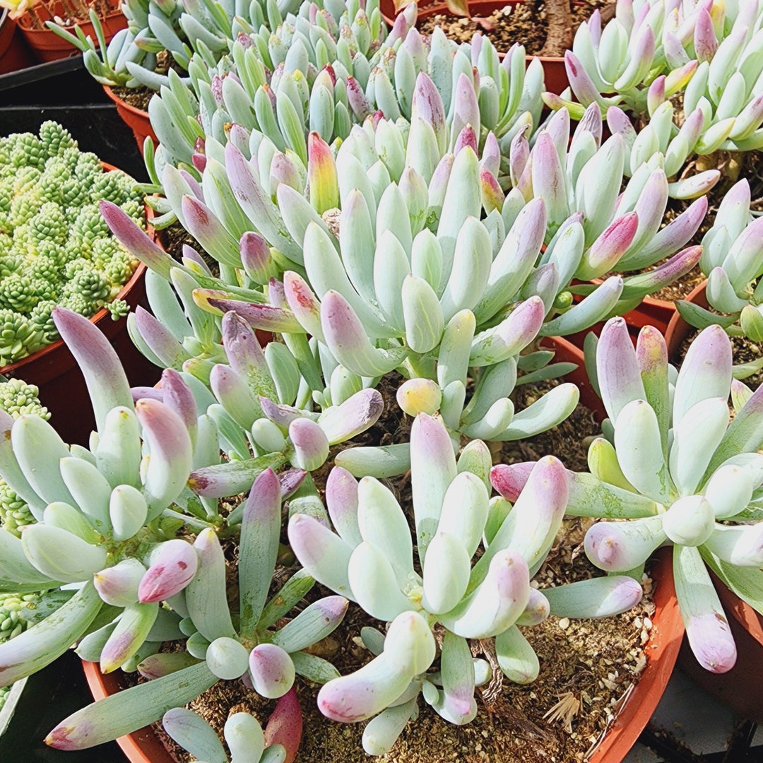 Senecio Dwarf Mini Baby Blue Chalk Sticks, Serpens, Rare Live Succulent ...