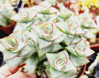 Crassula Ivory Tower Succulent Plant - Etsy