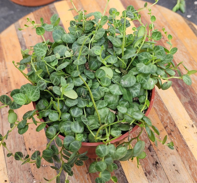 String of Turtles Peperomia Prostrata Full Pot Healthy and - Etsy