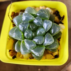 Haworthia Cooperi Ice Lantern Alien Egg Rare Succulent Collectibles ...