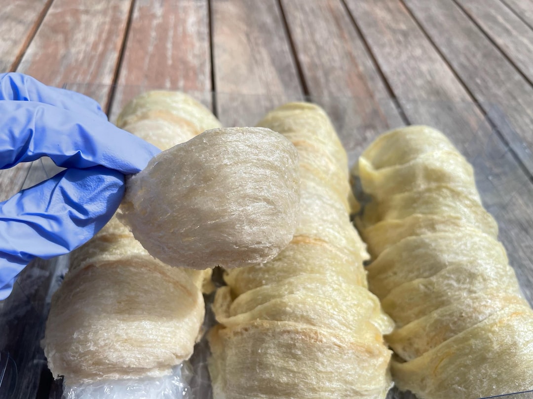 AAAAA SUPREME Edible Bird Nest (curious Pack) - Etsy