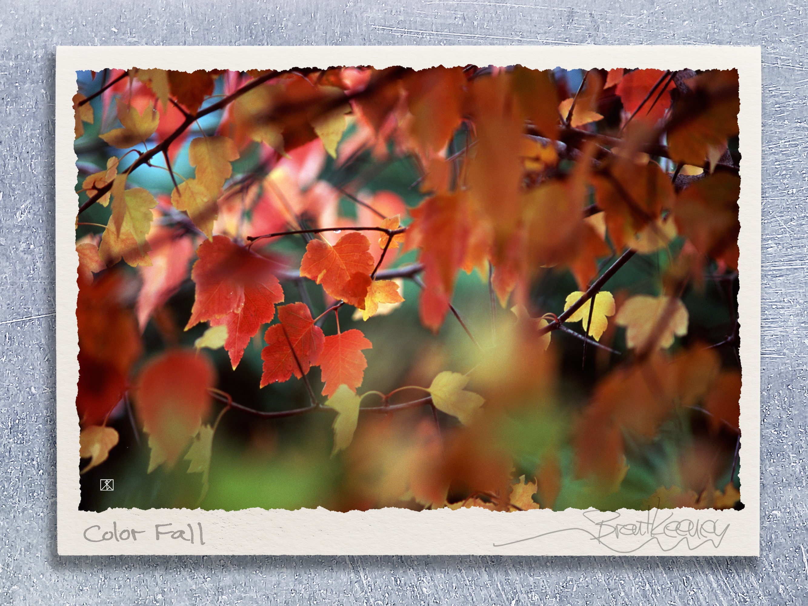 Blank Cards Fall Foliage - Etsy