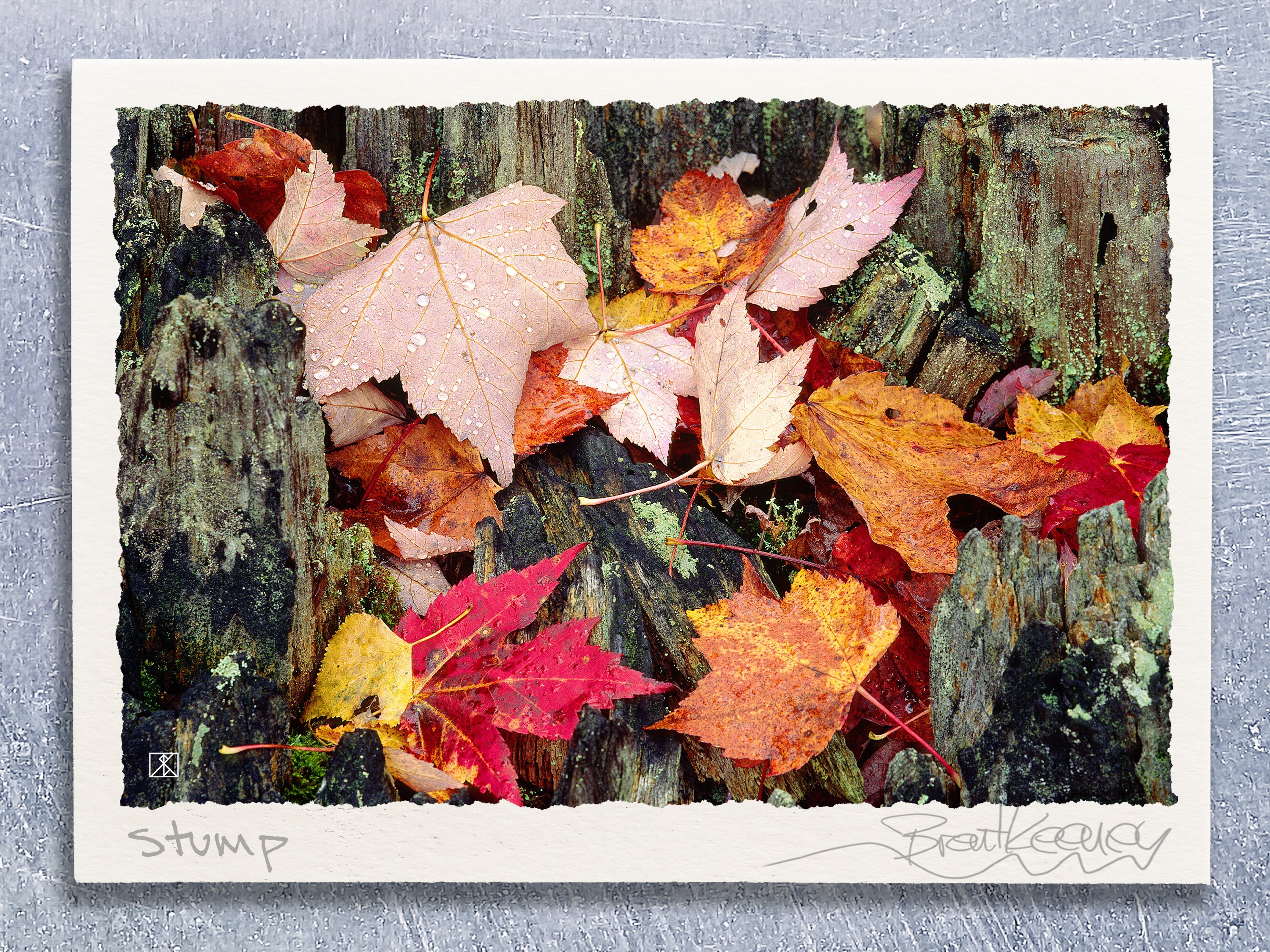 Blank Cards Fall Foliage - Etsy