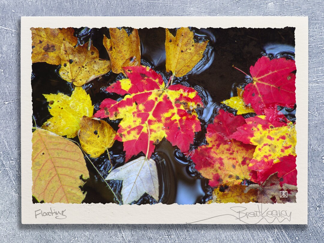 Blank Cards Fall Foliage - Etsy