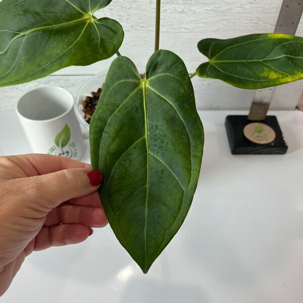 Tim Anderson Anthurium - Etsy