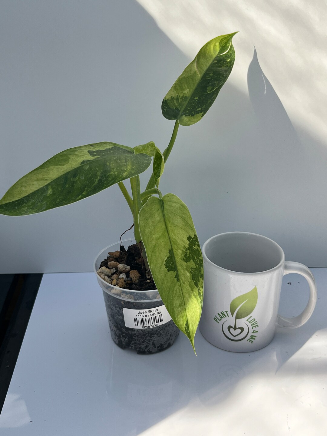 Philodendron Jose Buno Variegated - Etsy