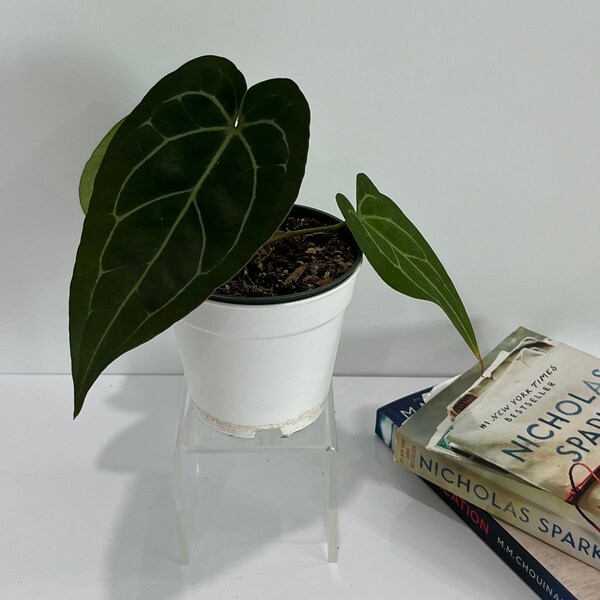 Anthurium Magnificum - Etsy