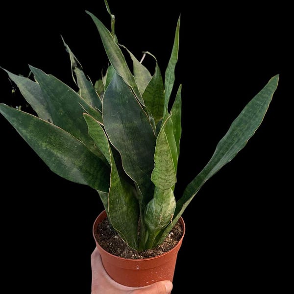 Jaboa Snake Plant - Etsy