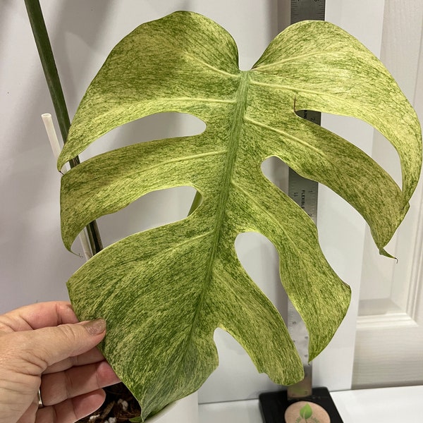 Monstera Mint - Etsy