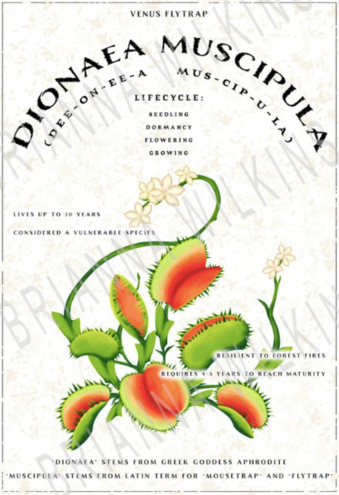 Venus Flytrap Poster Etsy