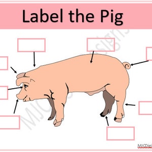 Label the Pig - Etsy