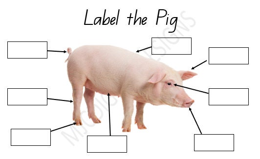 Farm Animal Bundle - Etsy