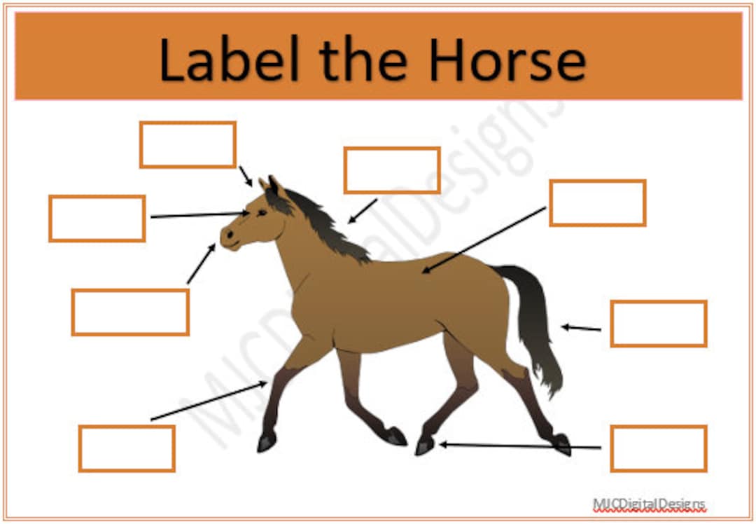 Label the Horse - Etsy
