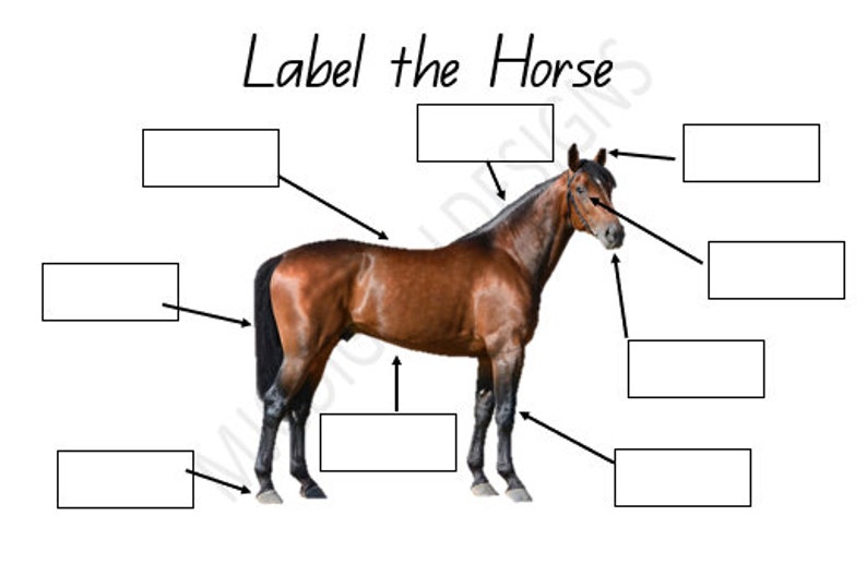 Farm Animal Bundle - Etsy