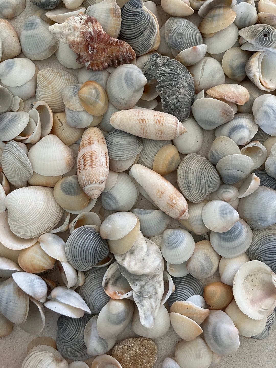 Florida Shells - Etsy