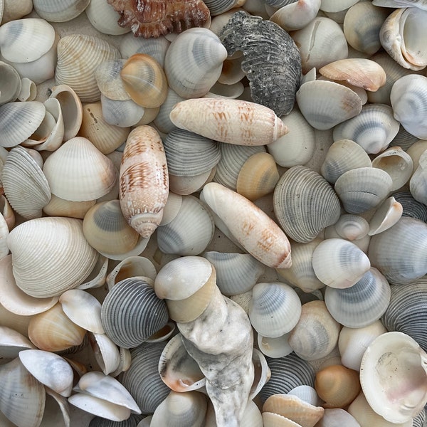 Florida Shells - Etsy