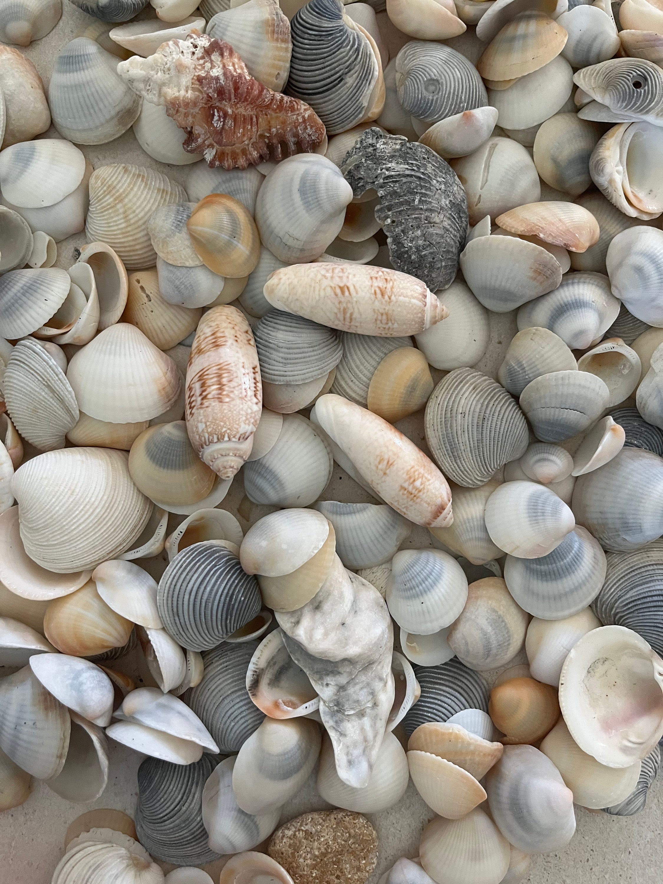 Florida Shells - Etsy