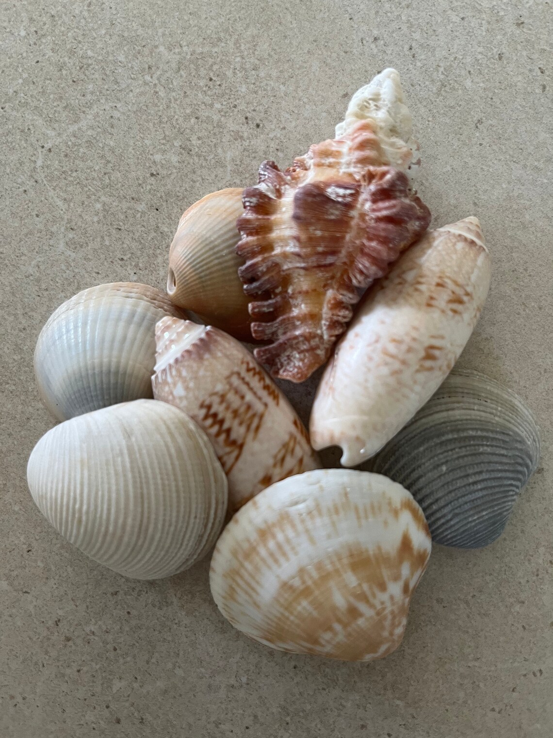 Florida Shells - Etsy