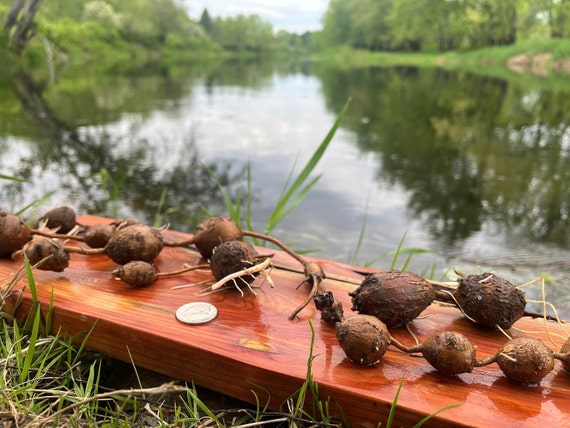 Apios Americana Groundnut Indian Potato Hopniss - Etsy