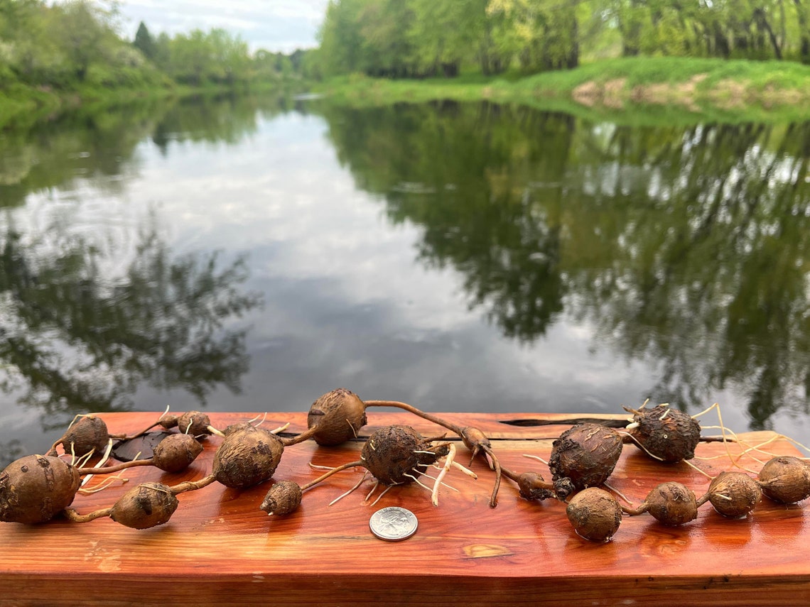 Apios Americana Groundnut Indian Potato Hopniss - Etsy