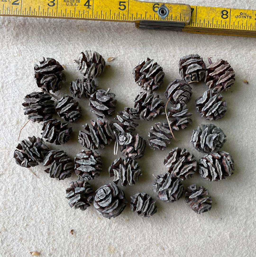 Small Round Pine Cones 1” 30 Count Lot - Etsy