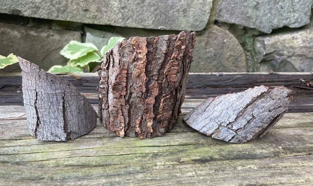 3 Pieces Curved Real Tree Bark Sections Terrarium Fairy House - Etsy