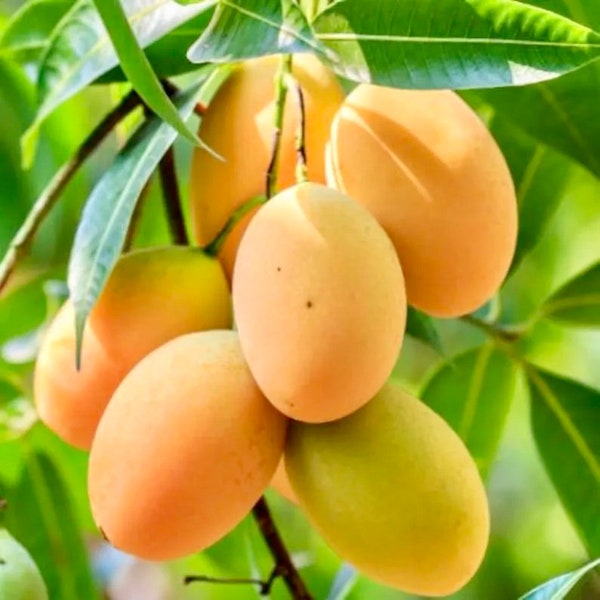 Dwarf Mango Tree - Etsy