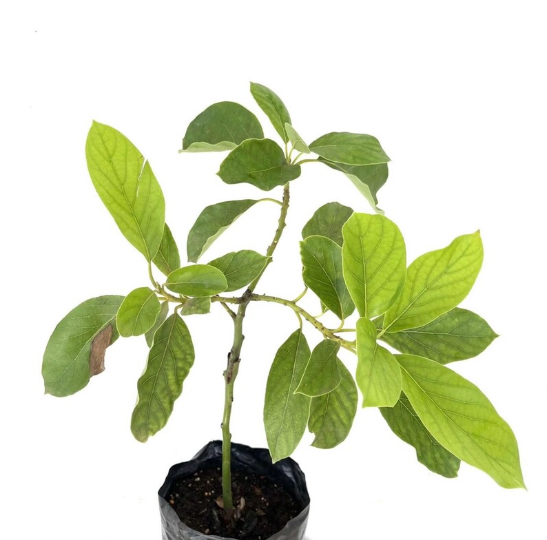 Grafted Avocado russell persea Americana Live Fruit Tree 1224 - Etsy