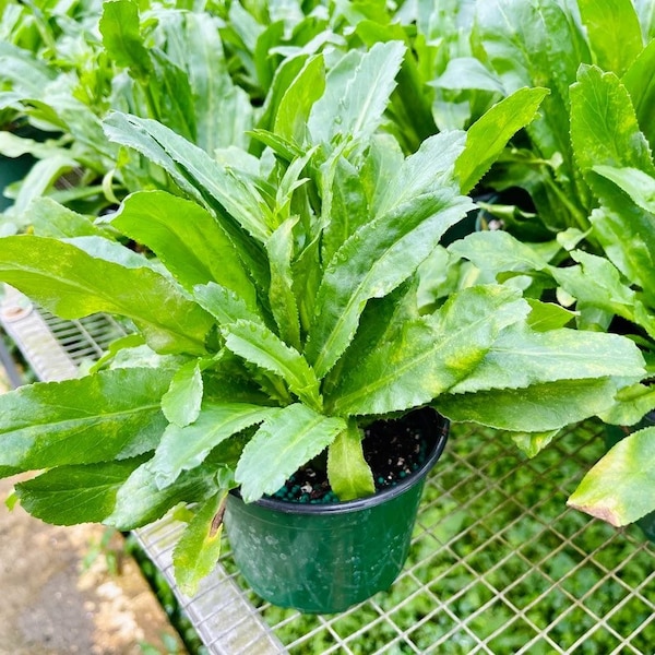 Culantro Live Plant - Etsy