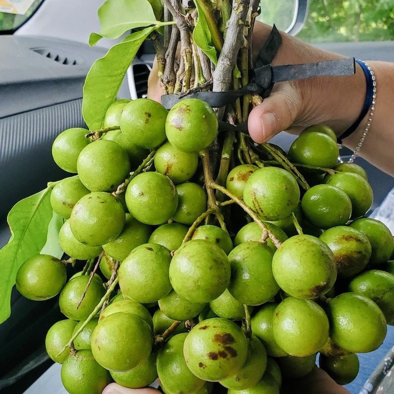 Quenepas Tree
