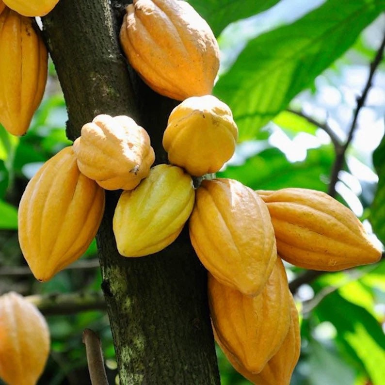 Trinitario Cocoa theobroma Cacao Cocoa Chocolate Fruit Tree 1224 - Etsy