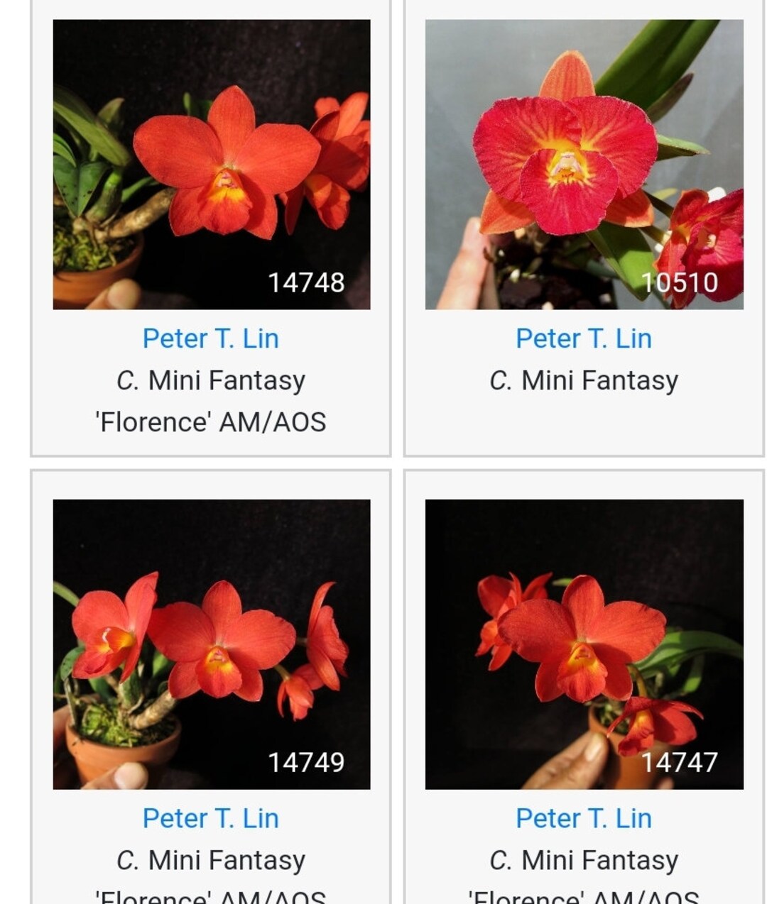 Cattleya Mini Fantasy - Etsy