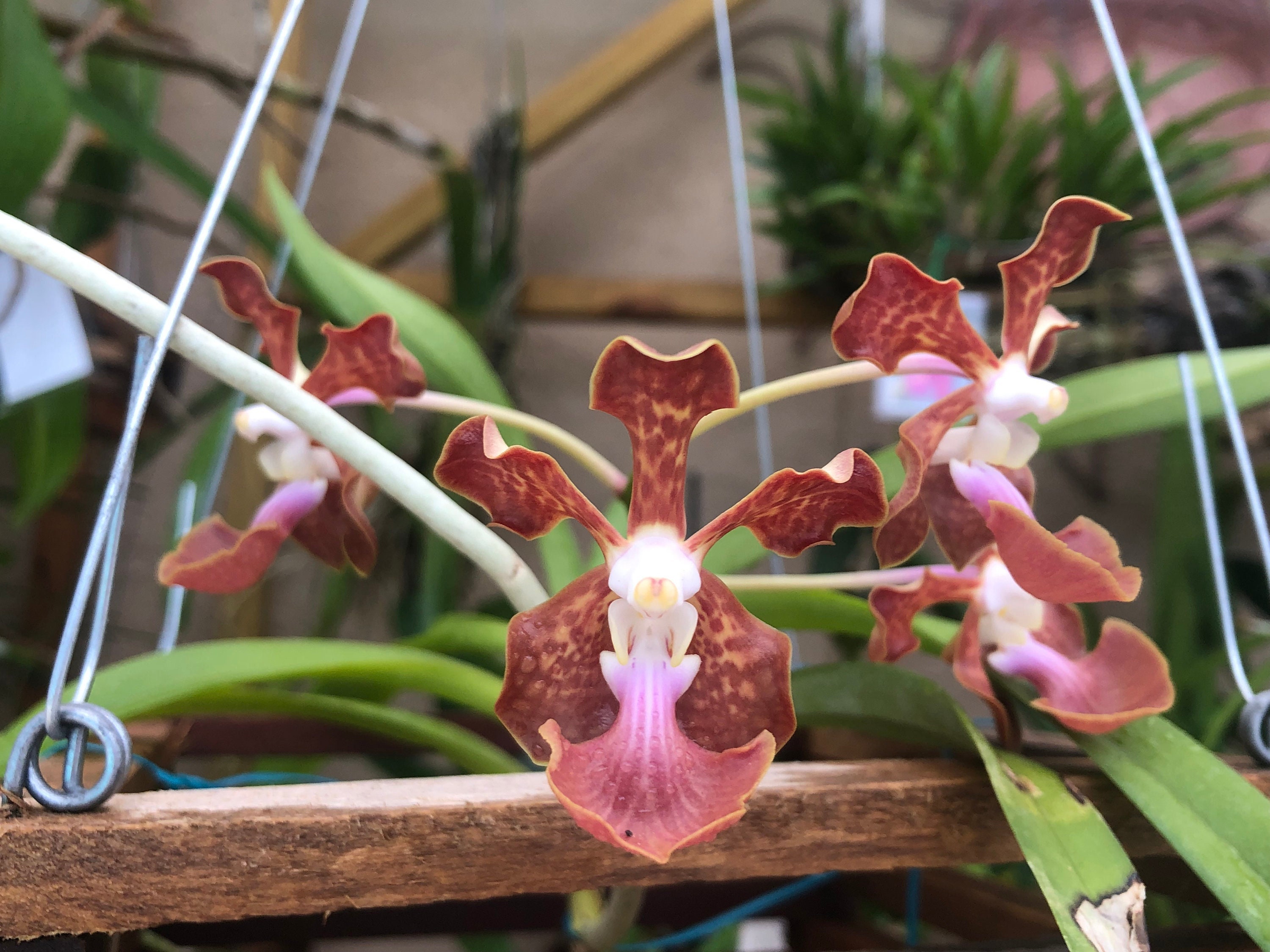 Vanda Motes Multiverse (phillippe Christophe X Vanda Insignis) - Etsy