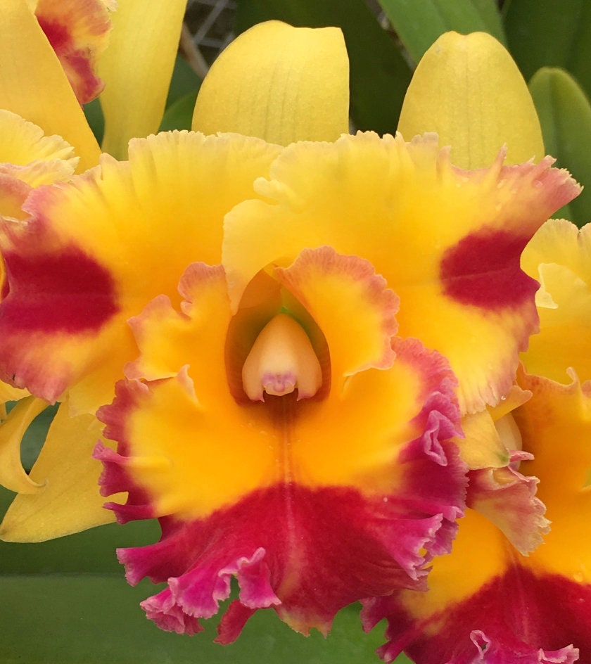 Rlc Stitch Labs volcano Fancy - Etsy