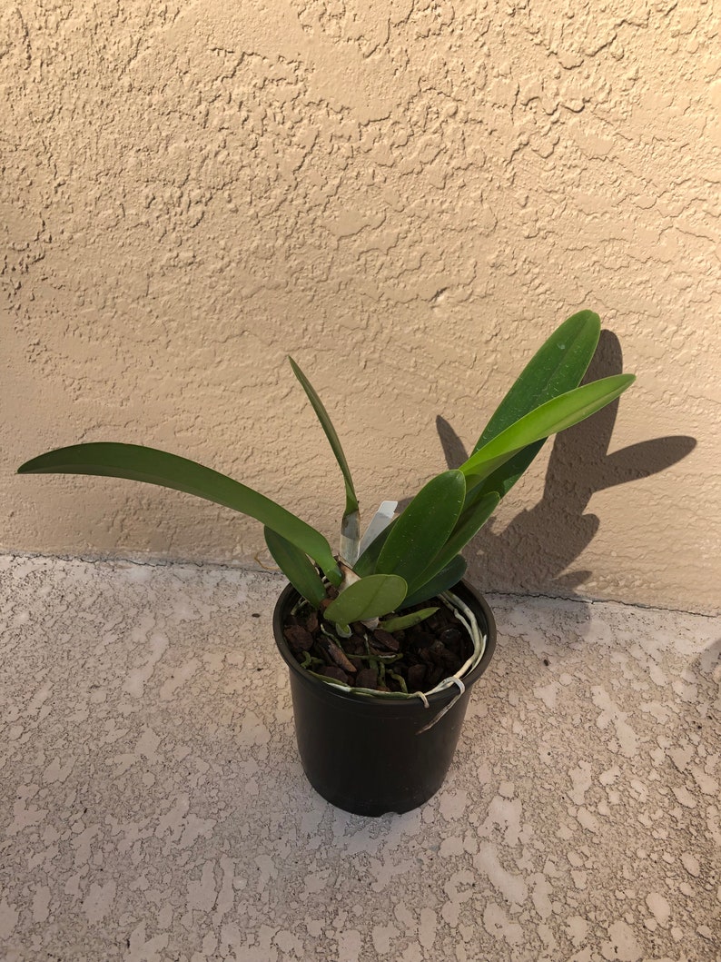 Rlc Stitch Labs "volcano Fancy" - Etsy