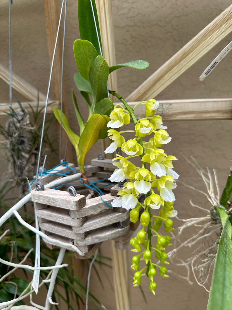 Aerides Houlletiana Var Alba - Etsy