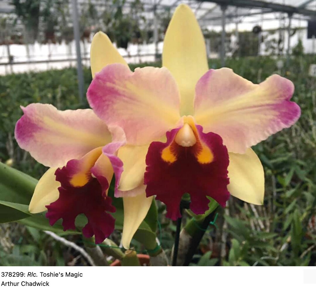 Blc Toshies Magic doris - Etsy