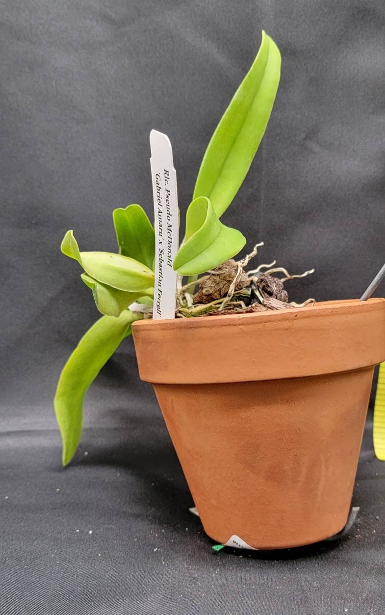 Rlc Pseudo Mcdonald gabriel Amaru X sebastian Ferrell - Etsy