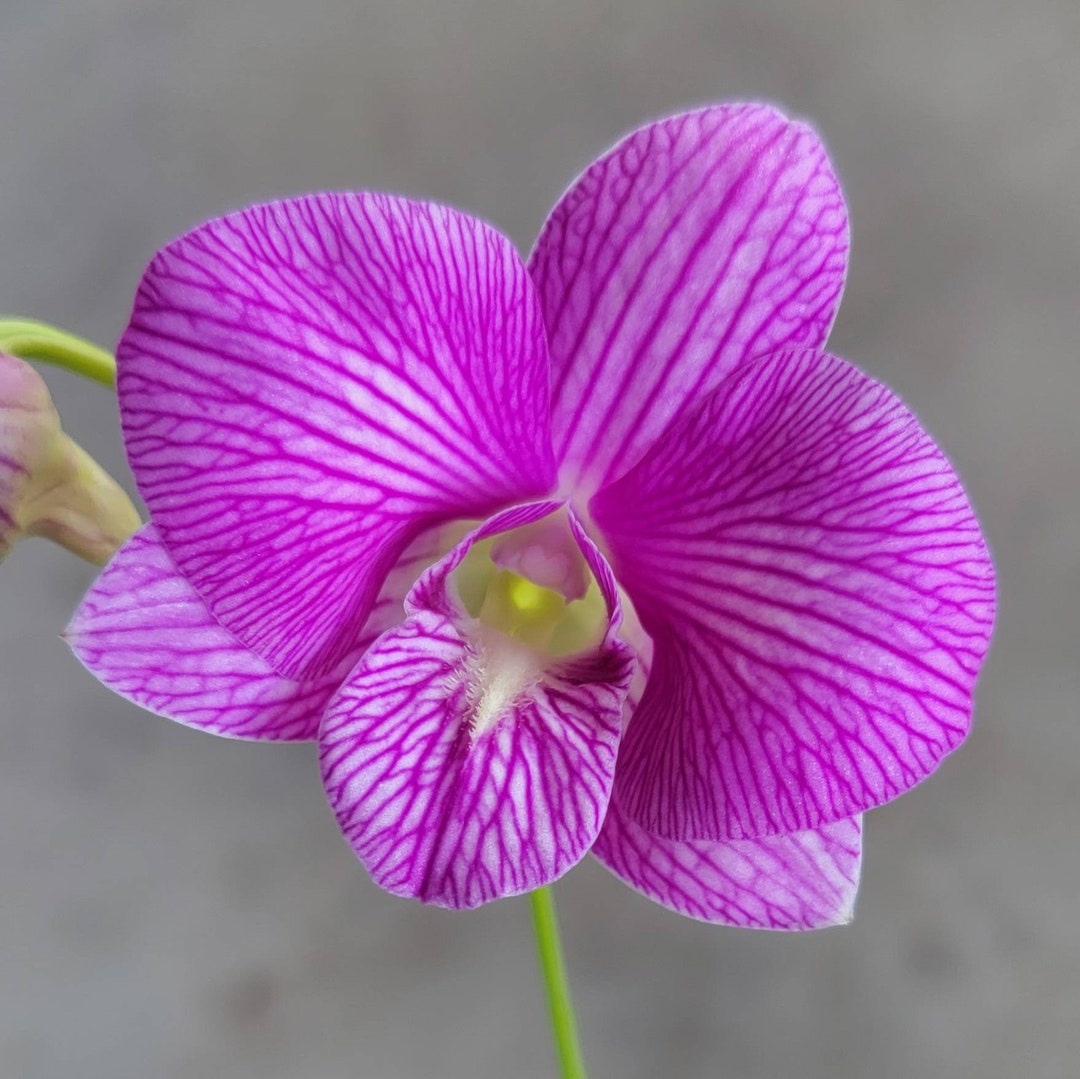 Dendrobium Burana Stripe X Burana Pearl lakeview - Etsy