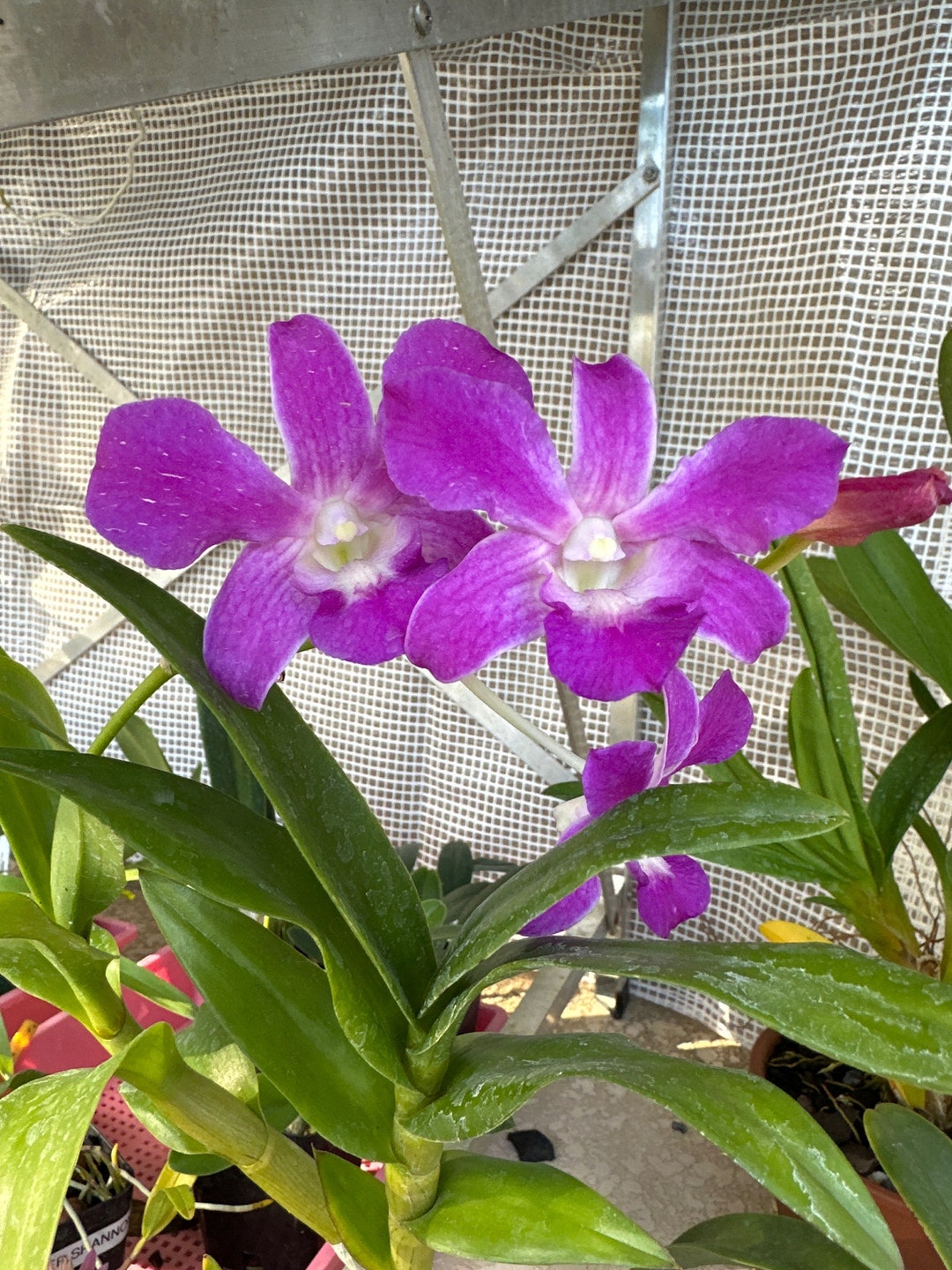 IN BLOOM - Dendrobium Burana White X Waipahu Pink - Etsy